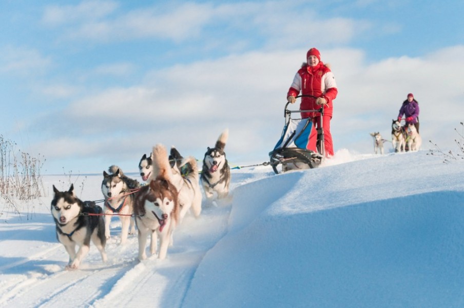 course chien de traineau : une expérience unique